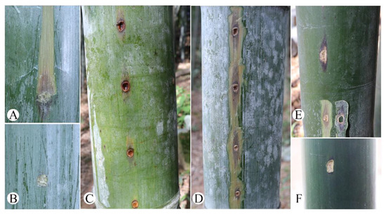 Arthrinium arundinis, a Novel Causal Agent of Moso Bamboo ...