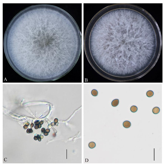 Arthrinium arundinis, a Novel Causal Agent of Moso Bamboo ...