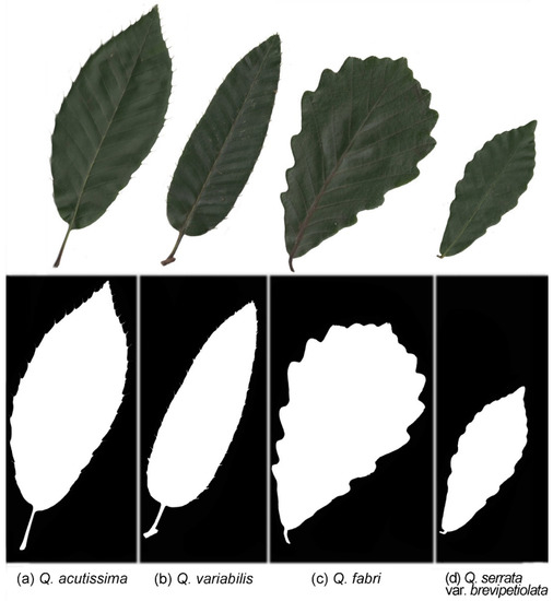 Assessing Leaf Morphometric Symmetry of Four Chinese Quercus Species in ...