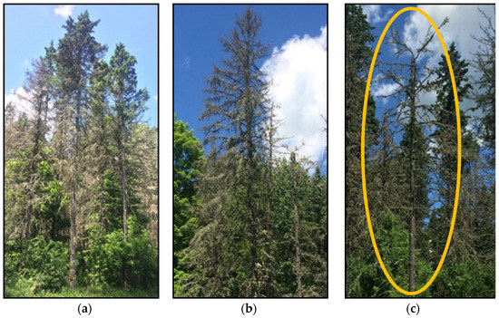 Sight versus Sound: Do Visual Assessments of Dead Standing Trees ...