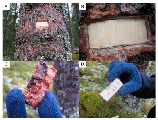 Forests | Free Full-Text | Pilot Study of Sap Properties of Norway ...