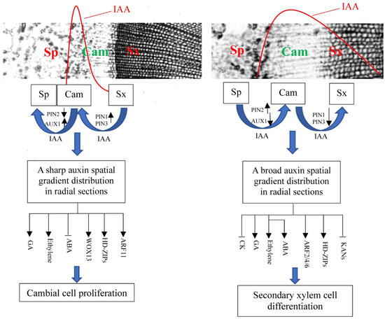 The Interconnected Relationship between Auxin Concentration Gradient ...