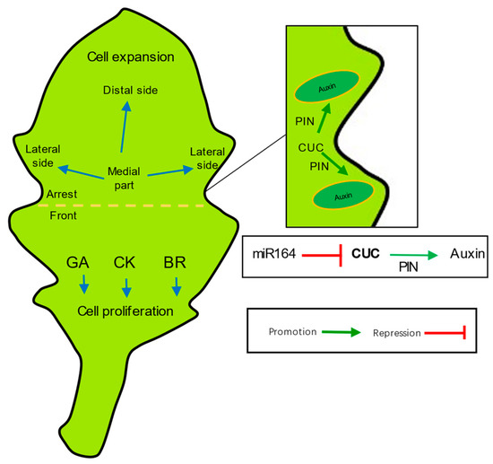 The Formation of Shapes: Interplay of Genes during Leaf Development ...