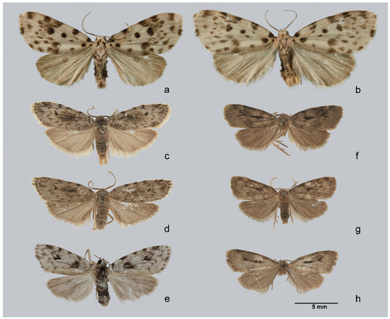 Review of the Genus Aemene Walker, 1854 (Lepidoptera: Erebidae ...
