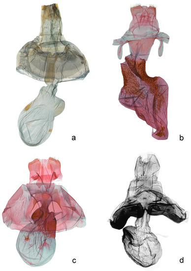 Review of the Genus Aemene Walker, 1854 (Lepidoptera: Erebidae ...