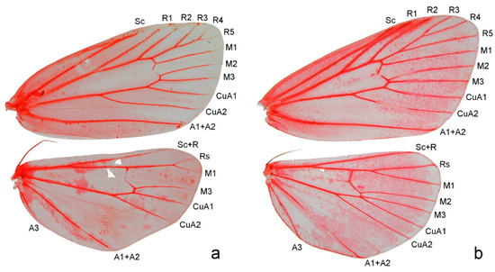 Review of the Genus Aemene Walker, 1854 (Lepidoptera: Erebidae ...