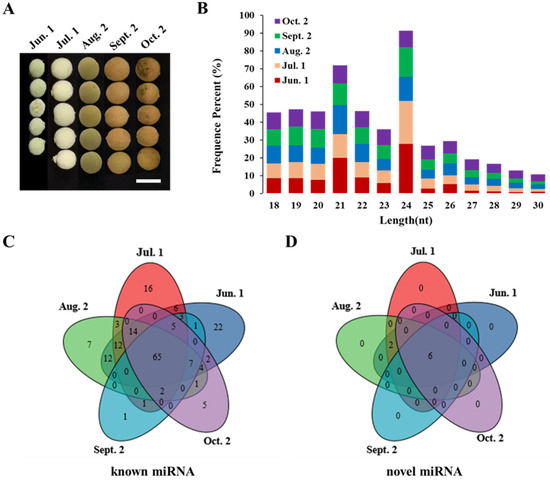 Genome-Wide Identification of miRNAs and Its Downstream Transcriptional ...