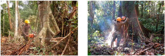 Working Time, Productivity, and Cost of Felling in a Tropical Forest: A ...