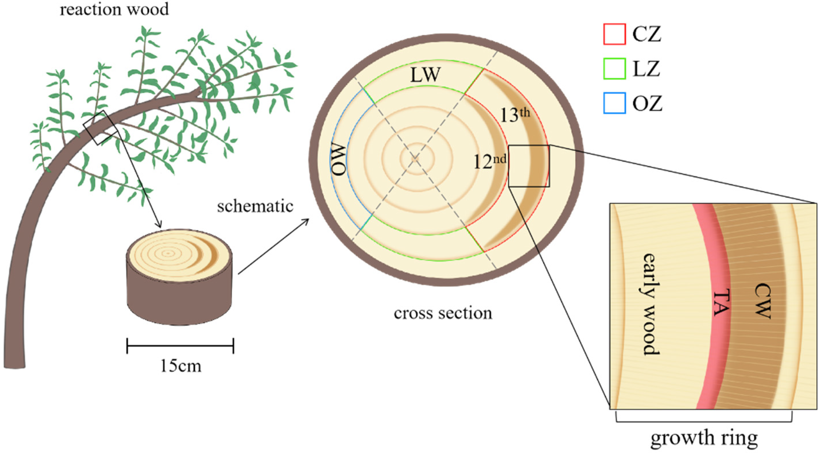 Response of Tracheid Structure Characteristics and Lignin Distribution ...