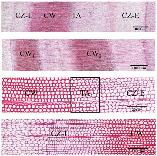 Response of Tracheid Structure Characteristics and Lignin Distribution ...