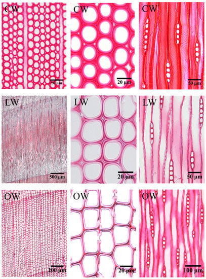 Response of Tracheid Structure Characteristics and Lignin Distribution ...
