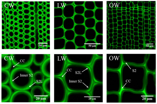 Response of Tracheid Structure Characteristics and Lignin Distribution ...