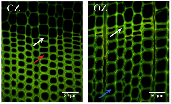 Response of Tracheid Structure Characteristics and Lignin Distribution ...