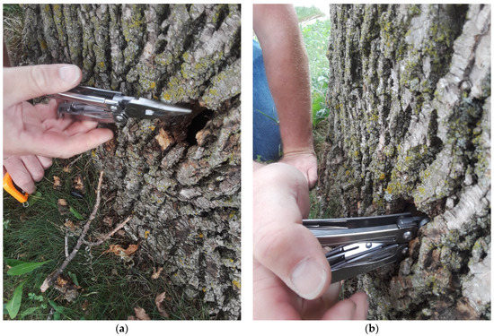Observation of External Wounding on Green Ash (Fraxinus pennsylvanica ...