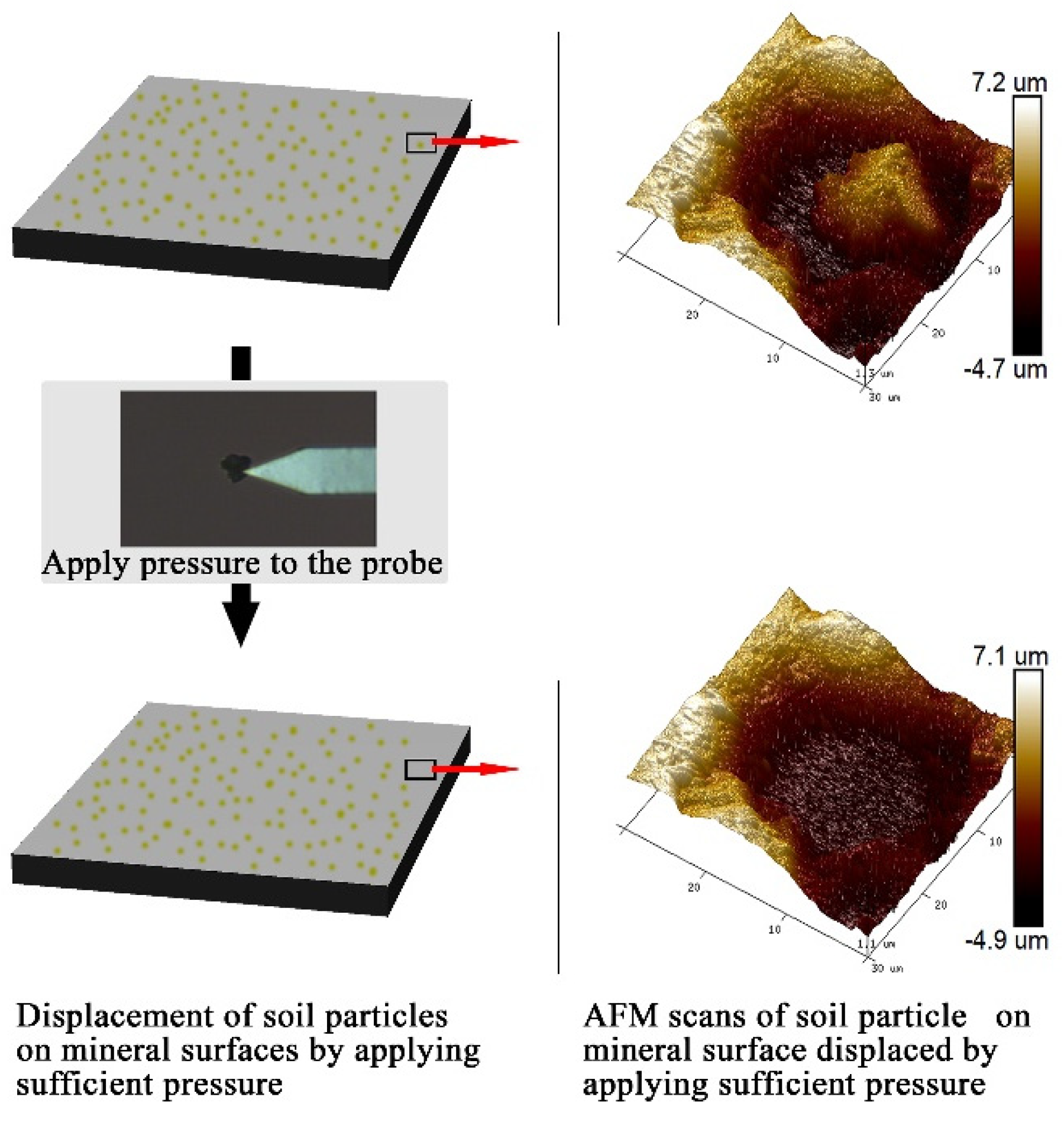 Forests | Free Full-Text | Mineral-Solubilizing Soil Bacteria ...
