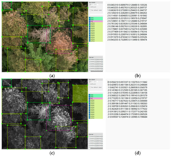 Forests | Free Full-Text | A Detection Method for Individual Infected ...