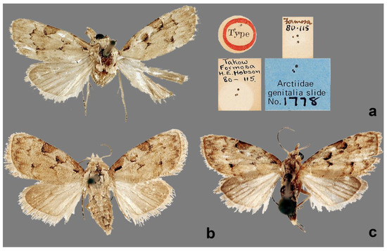 Elucidation of the Taxonomy of Three Problematic East Asian Nola Leach ...