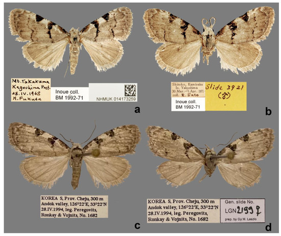 Elucidation of the Taxonomy of Three Problematic East Asian Nola Leach ...