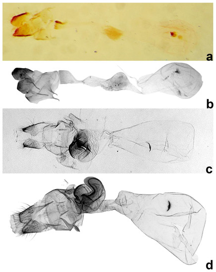 Elucidation of the Taxonomy of Three Problematic East Asian Nola Leach ...