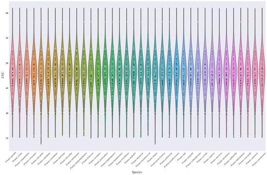 Comparative Analysis of Codon Usage Patterns in Chloroplast Genomes of Cherries