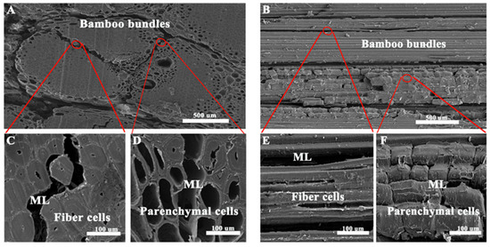The Separation Mechanism of Bamboo Bundles at Cellular Level