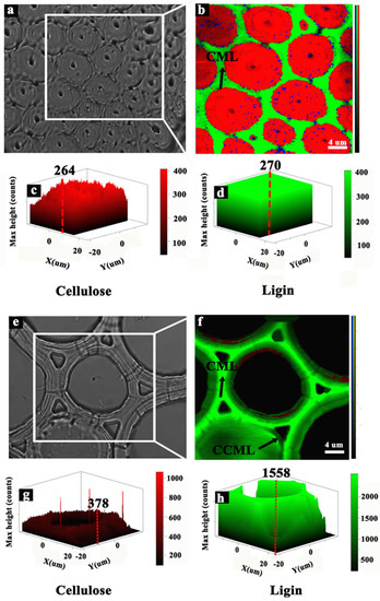 The Separation Mechanism of Bamboo Bundles at Cellular Level