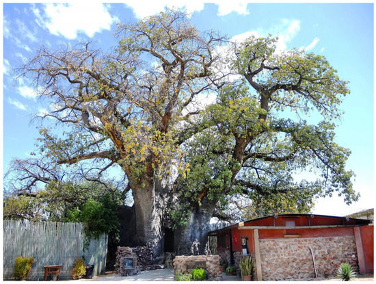 Radiocarbon Investigation of the Historic African Baobabs of Omusati ...