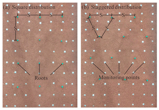 Influence of Root Volume, Plant Spacing, and Planting Pattern of Tap ...
