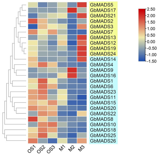 Genome-Wide Identification and Expression Analysis of the MADS-Box Family in Ginkgo biloba