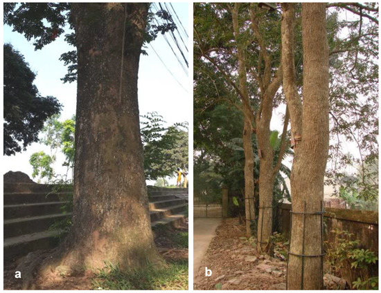 Early Field Performance and Genetic Variation of Dalbergia tonkinensis ...