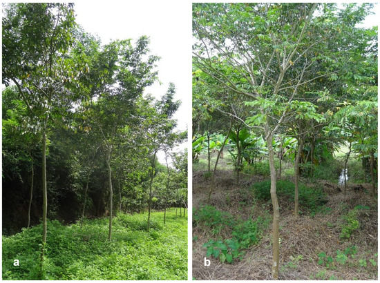 Early Field Performance and Genetic Variation of Dalbergia tonkinensis ...