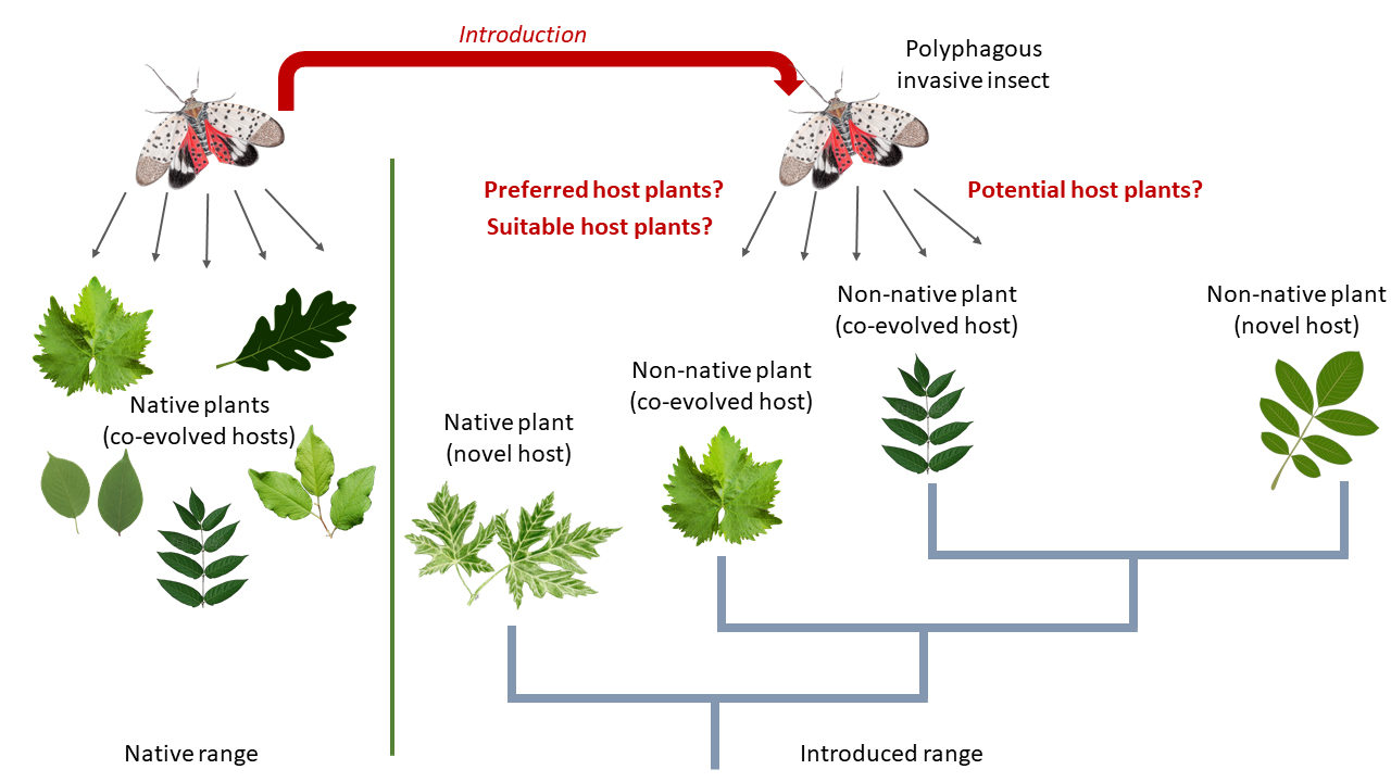 Forests | Free Full-Text | Analysis of Plant Trait Data of Host Plants ...