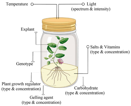 Machine Learning-Assisted In Vitro Rooting Optimization in Passiflora ...