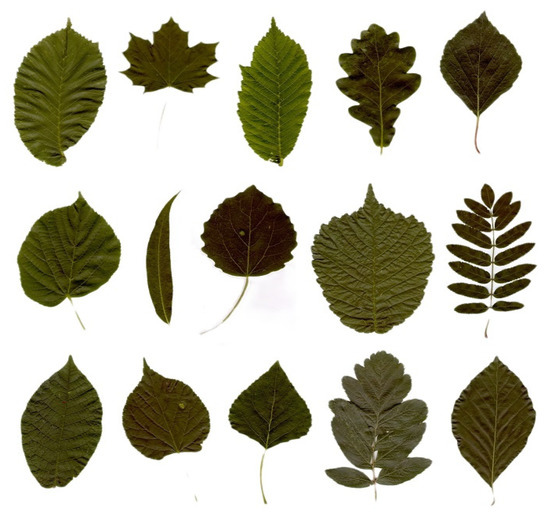 Transfer Learning for Leaf Small Dataset Using Improved ResNet50 ...