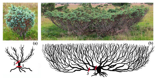 Alpine Shrubification: Juniper Encroachment into Tundra in the Ural ...