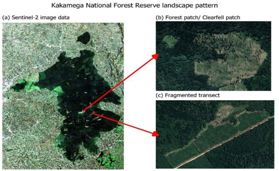 Assessing the Fragmentation, Canopy Loss and Spatial Distribution of ...