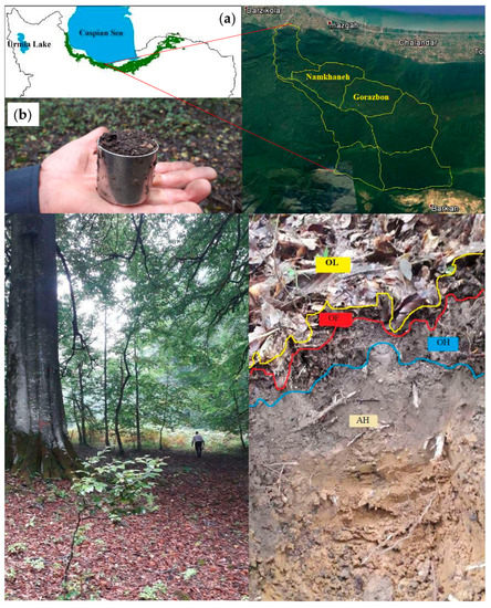 Forests | Free Full-Text | Assessment of Variability among Humus Forms ...