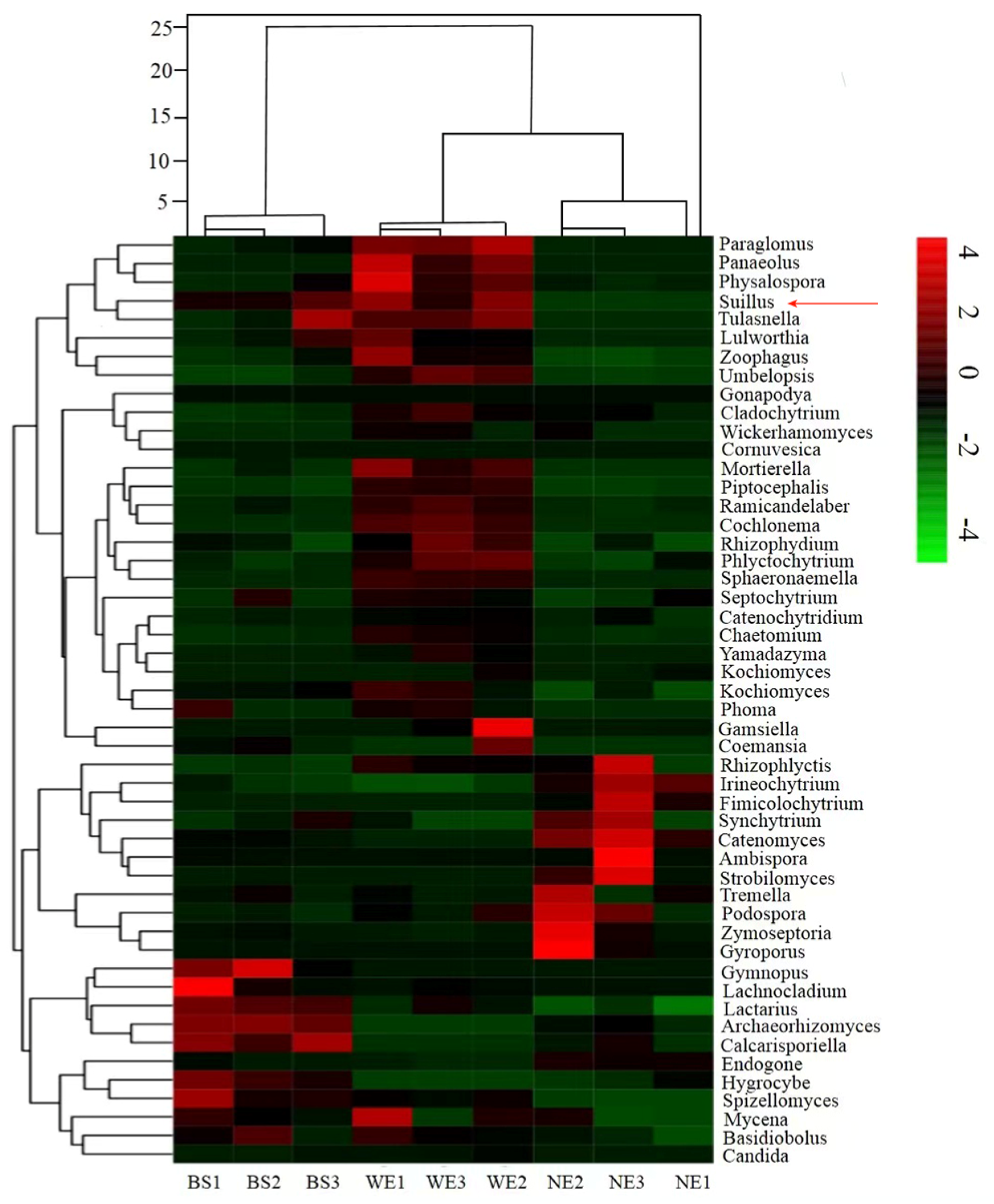 Forests | Free Full-Text | The Effects of Suillus luteus Inoculation on ...