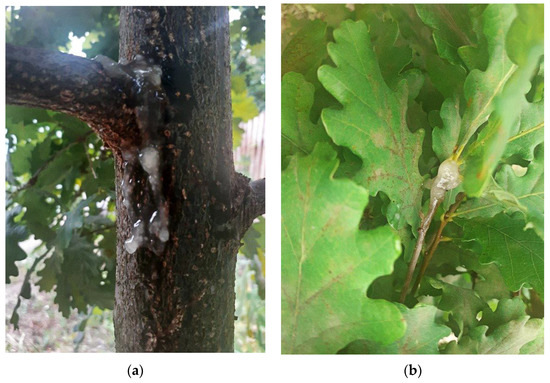 Phytopathogenic Bacteria Associated with Bacterioses of Common Oak ...