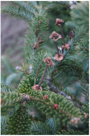 Managing Cone Formation and Leader Growth in Fraser Fir Christmas Tree ...