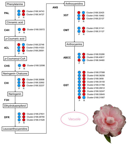 Transcriptome Analysis Reveals the Molecular Mechanisms Associated with ...