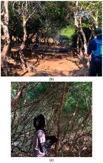 Mapping Mangrove Above-Ground Carbon Using Multi-Source Remote Sensing Data and Machine Learning ...