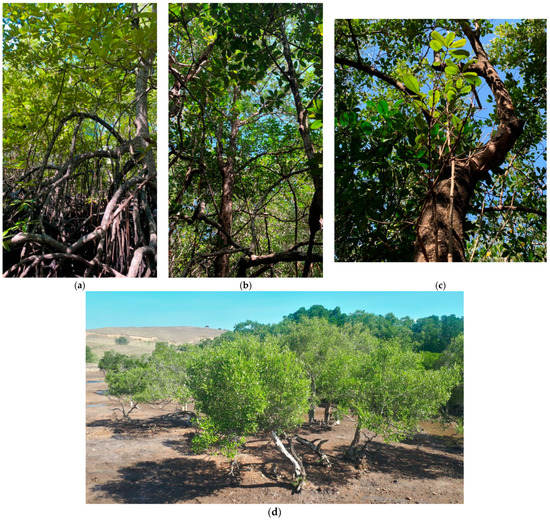Mapping Mangrove Above-Ground Carbon Using Multi-Source Remote Sensing Data and Machine Learning ...