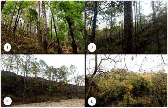 Characterization of Forest Ecosystems in the Chure (Siwalik Hills ...