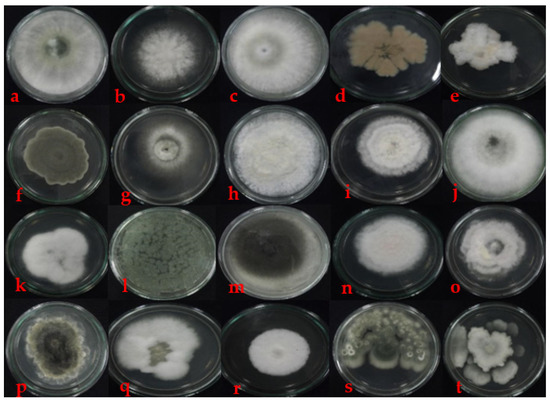 Potential of Phylloplane Fungi from Mangrove Plant (Rhizophora ...
