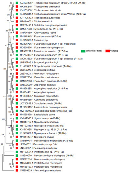 Potential of Phylloplane Fungi from Mangrove Plant (Rhizophora ...