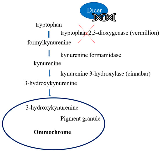 Function of Tryptophan 2,3-Dioxygenase in Monochamus alternatus Hope ...