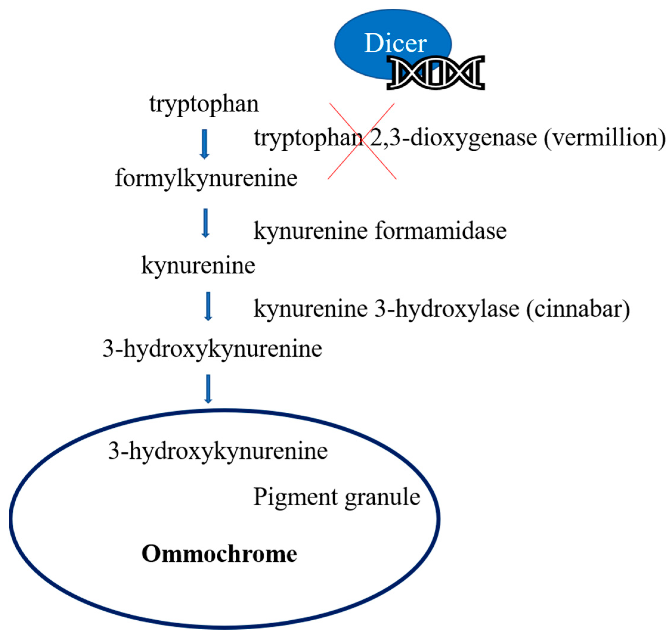 Function of Tryptophan 2,3-Dioxygenase in Monochamus alternatus Hope ...