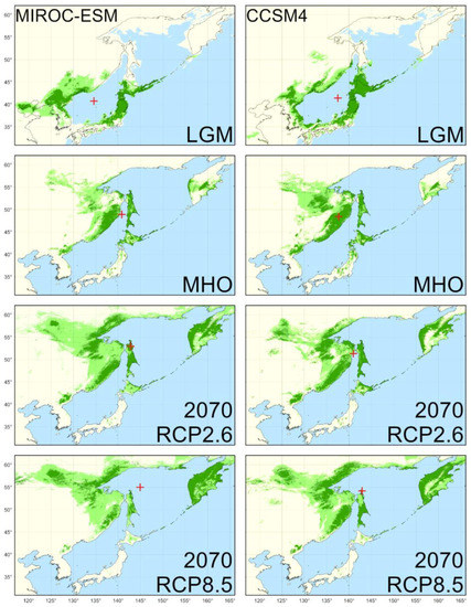 Predicting Spruce Taiga Distribution in Northeast Asia Using Species Distribution Models ...