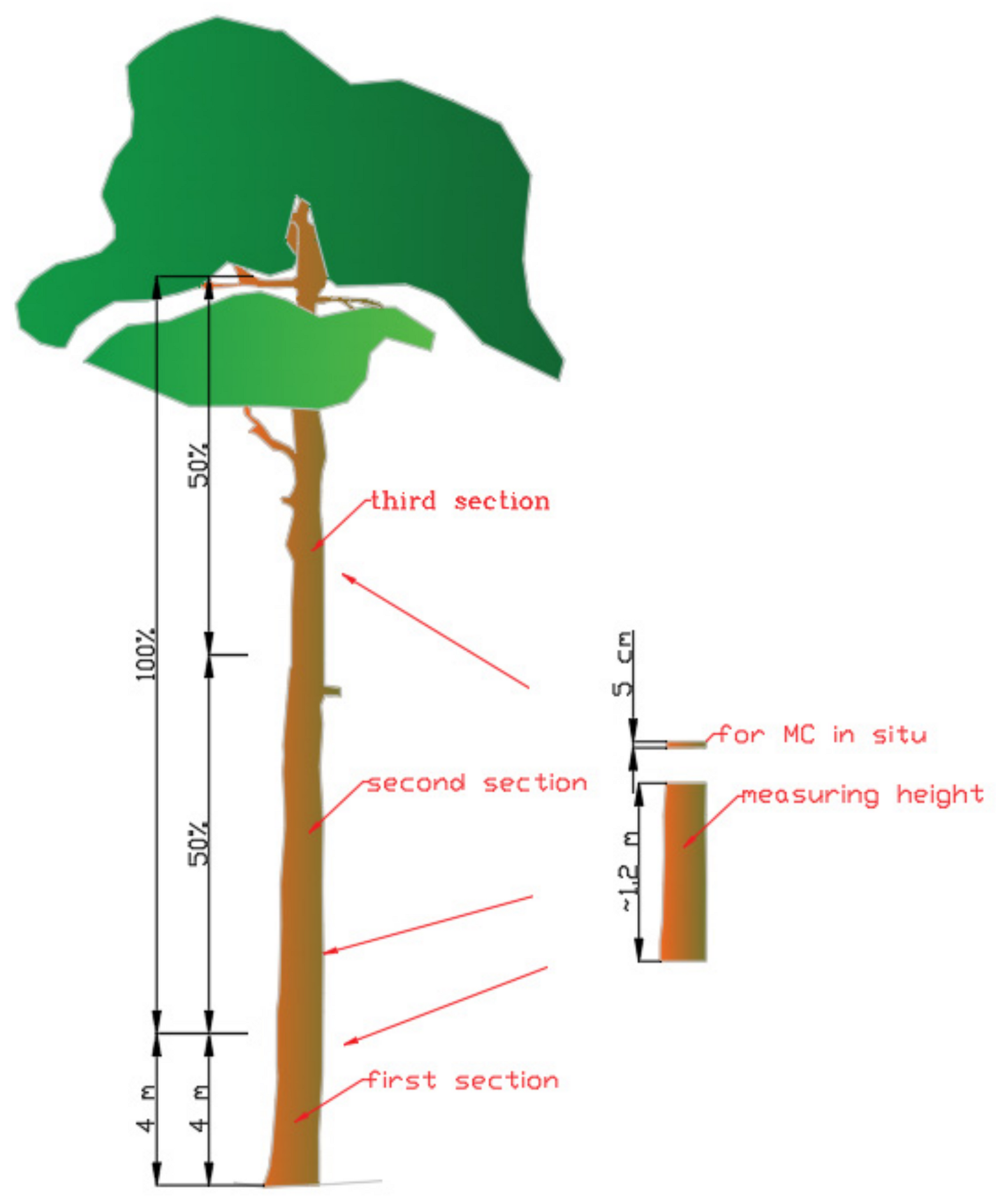 The Effect of the Tree Dieback Process on the Mechanical Properties of ...